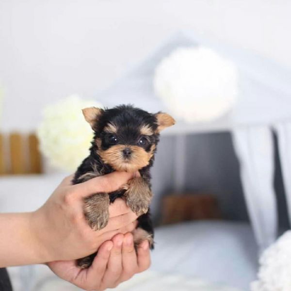 Vendita cucciolo da Privato a male and female weeks old teacup and ...