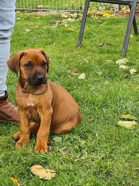 Vendita Rhodesian Ridgeback da Privato a Olbia-Tempio cuccioli ...