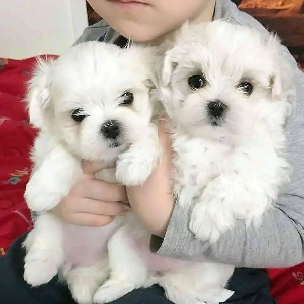 Regalo cucciolo Maltese da Privato a cuccioli maltesi 15/02/2023