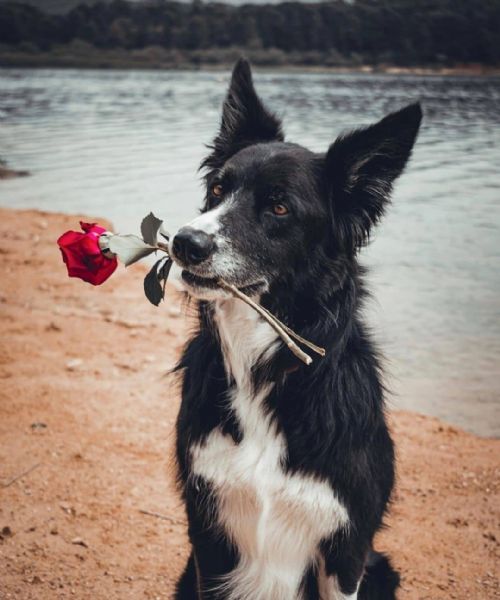 Vendita cucciolo Border Collie da Privato a Piacenza vendita border collie