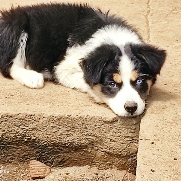 Regalo cucciolo Border Collie da Volontario a regalo border collie