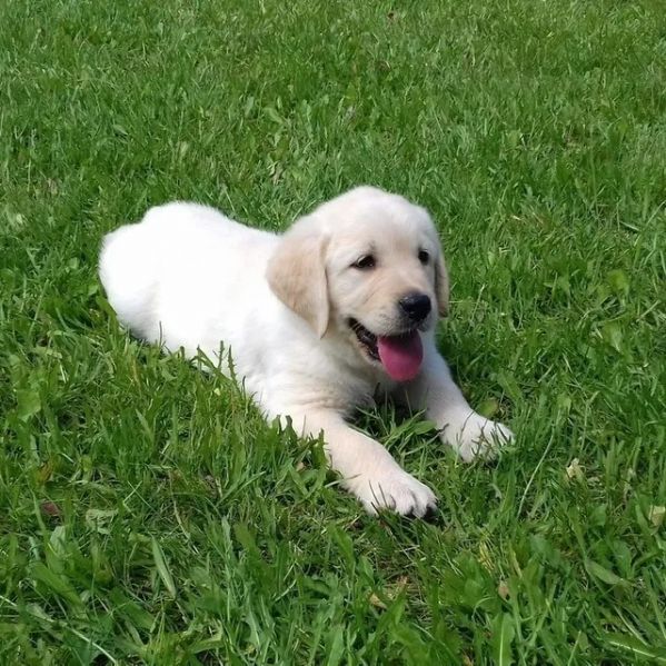 Vendita Labrador da Privato a Campobasso cuccioli di labrador crema e ...