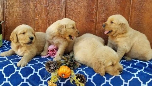 Vendita cucciolo Golden Retriever da Privato a Napoli cuccioli di golden retriever molto ...