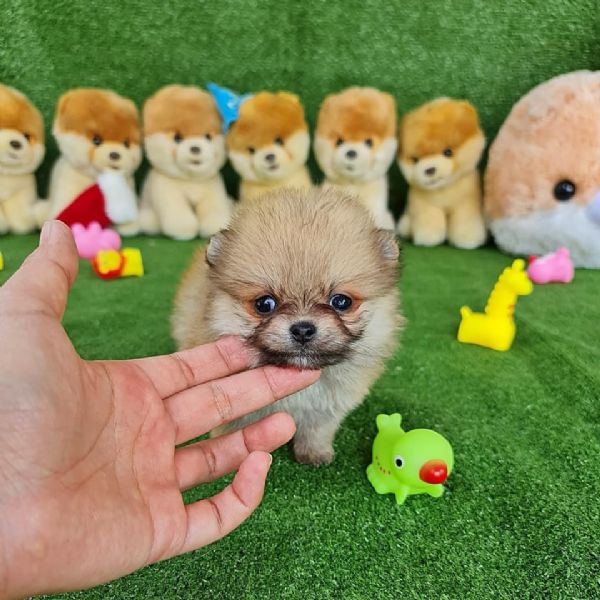 Regalo cucciolo Volpino Pomerania da Privato a regalo volpino pomerania ...