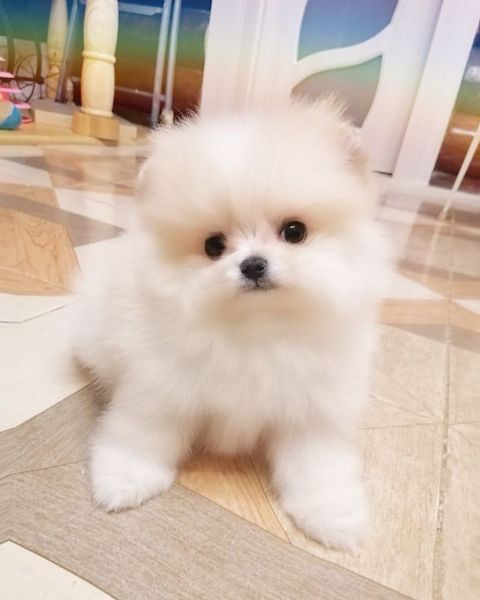 Regalo cucciolo Volpino Pomerania da Privato a Novara bellissimo e ...