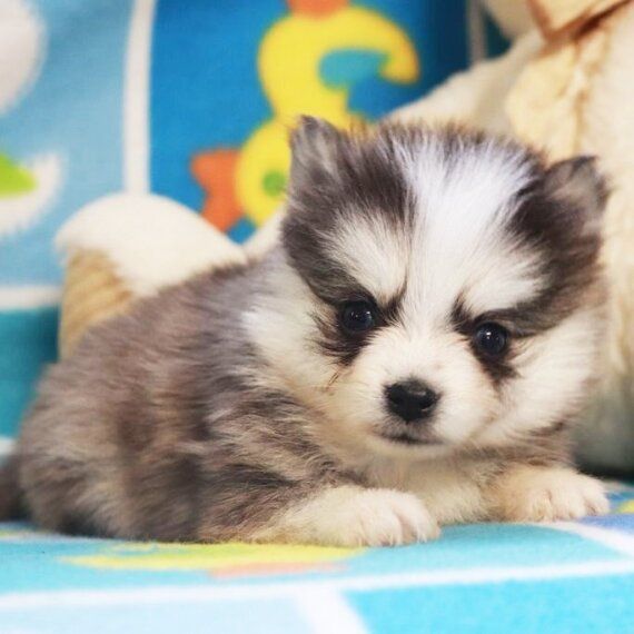 Regalo cucciolo Maltese da Privato a Rieti dolcissimo cucciolo di pomsky