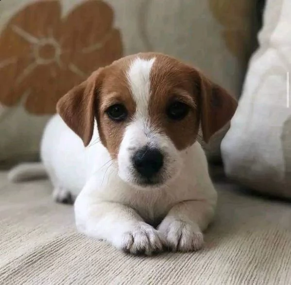 Regalo cucciolo Jack Russel da Volontario a regalo jack russell mimi..