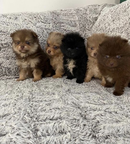 Vendita cucciolo da Negozio animali a Cuneo spitz mini toy 26/10/2023