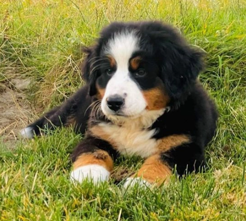Vendita cucciolo Bovaro Del Bernese da Privato a Roma meravigliosi ...