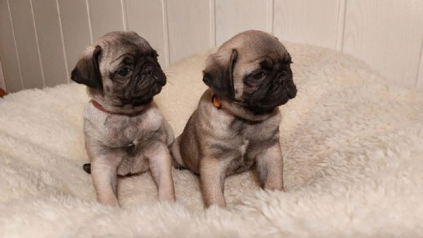 Vendita Carlino da Privato a Pesaro e Urbino stupendi cuccioli carlino ...