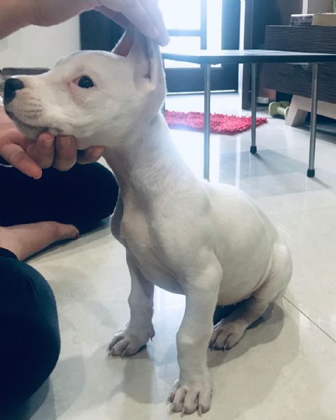 Regalo cucciolo Dogo Argentino da Volontario a Pordenone dogo argentino ...