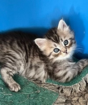Vendita Siberiano da Privato a Torino cuccioli gatti di siberiano