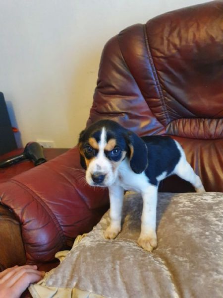 Vendita cucciolo da Privato a cachorros pomsky los especialistas de ...