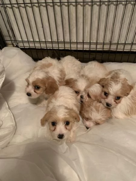 Vendita cucciolo da Privato a cachorros pomsky los especialistas de ...