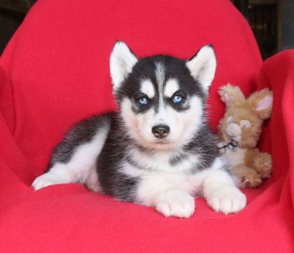 Regalo Husky da Privato a Bergamo disponibili cuccioli di razza ...