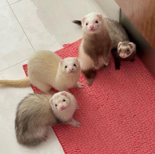 Regalo cucciolo Champagne da Privato a Macerata cuccioli di furetti in ...