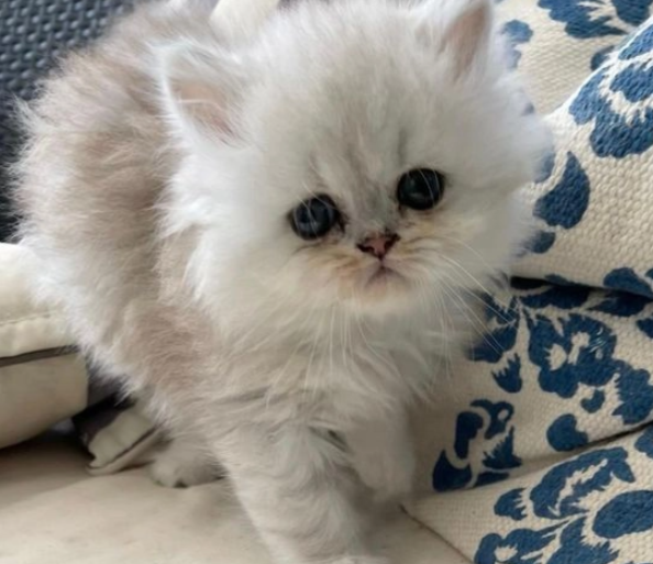 Vendita Persiano da Privato a Campobasso Fantastici gattlni di persiano