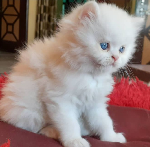 Vendita Persiano da Privato a Napoli gattini persiani ipertipici 19/04/2023