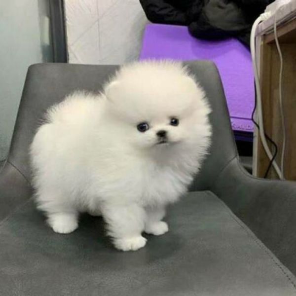 Regalo cucciolo Volpino Pomerania da Volontario a Udine splendidi ...