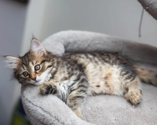 Vendita Siberiano da Privato a Torino simpatici gattini del siberiano