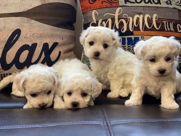 Vendita cucciolo Bichon da Privato a Roma buoni e sani cuccioli di ...