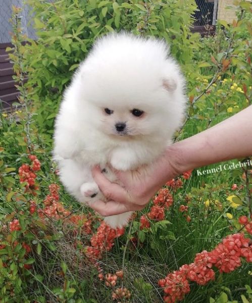 Regalo cucciolo Volpino Pomerania da Privato a regalo volpino pomerania ...