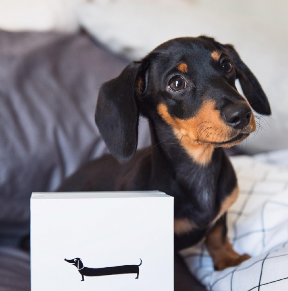 Regalo cucciolo Bassotto da Volontario a regalo bassotto toy disponibile...