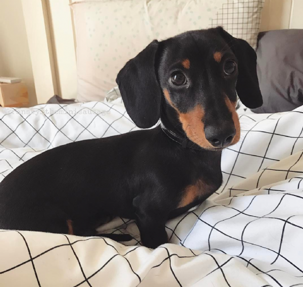 Regalo cucciolo Bassotto da Volontario a regalo bassotto toy disponibile...