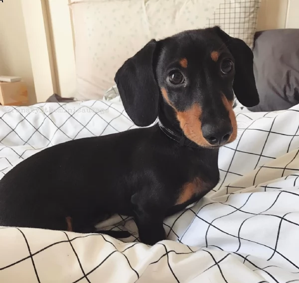 Regalo cucciolo Bassotto da Volontario a regalo bassotto toy disponibile...