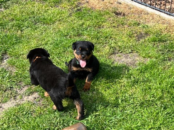 Vendita Rottweiler da Privato a Teramo rottweiler cuccioli (maschio e ...