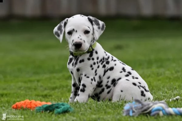 Vendita Dalmata da Privato a Foggia disponibili bellissimi cuccioli ...