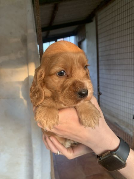 Vendita cucciolo Cocker Spaniel Inglese da Privato a Cuneo cuccioli ...