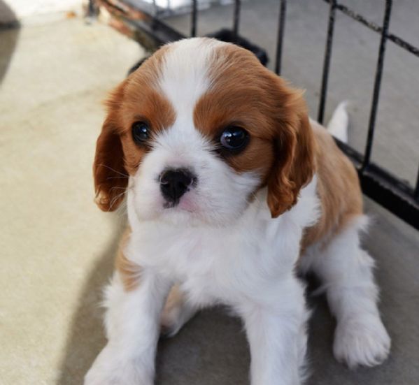 Regalo Cavalier King da Privato a Roma regalo cucciolo cuccioli di ...