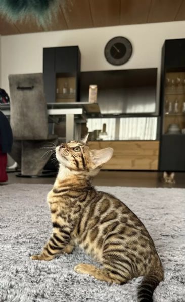 Vendita Bengala da Privato a Parma Gatti di razza gattino Bengala con ...