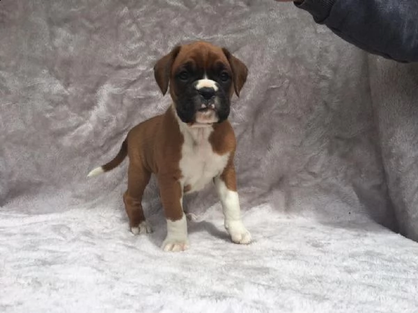 Vendita cucciolo Boxer da Privato a Aquila cuccioli di boxer sani in ...