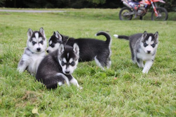 Vendita Husky da Privato a Modena disponibili cuccioli di siberian husky