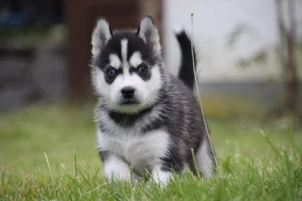 Vendita Husky da Privato a Modena disponibili cuccioli di siberian husky