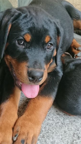 Vendita cucciolo Rottweiler da Privato a vendita cuccioli rottweiler Vendita cucciolo Rottweiler da Privato a vendita cuccioli rottweiler