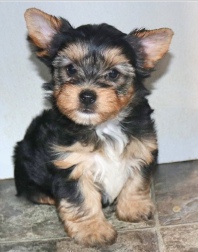 Vendita Yorkshire da Privato a Avellino cuccioli di yorkshire terrier