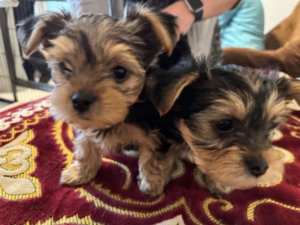 Vendita Yorkshire da Privato a Oristano Yorkshire York mini toy cuccioli