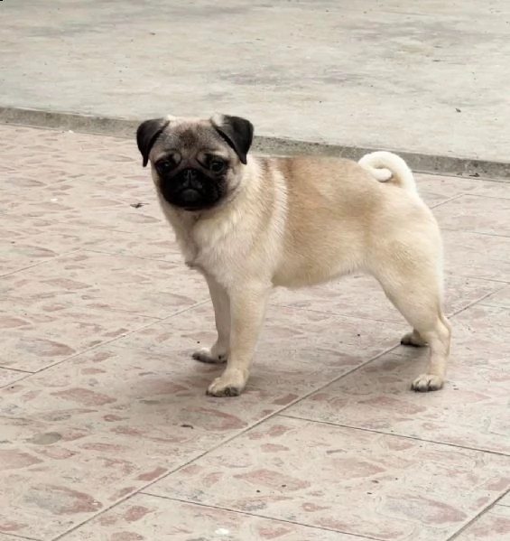 Vendita cucciolo Carlino da Privato a Roma carlino giovani femmine in ...