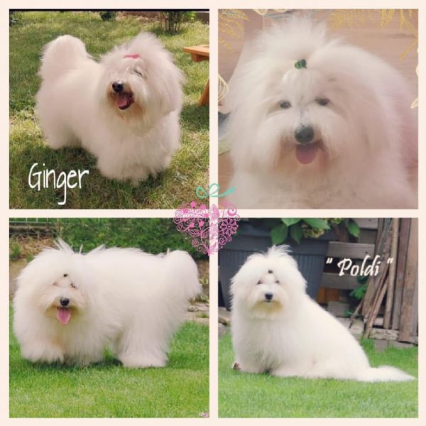 Annunci Animali Cuccioli Cani Gatti da allevamenti e privati