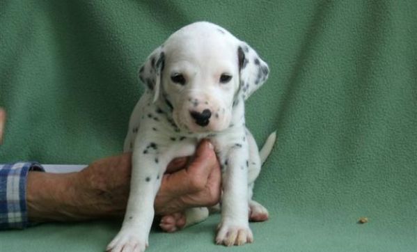 Regalo cucciolo Dalmata da Volontario a regalo dalmata 05/10/2023