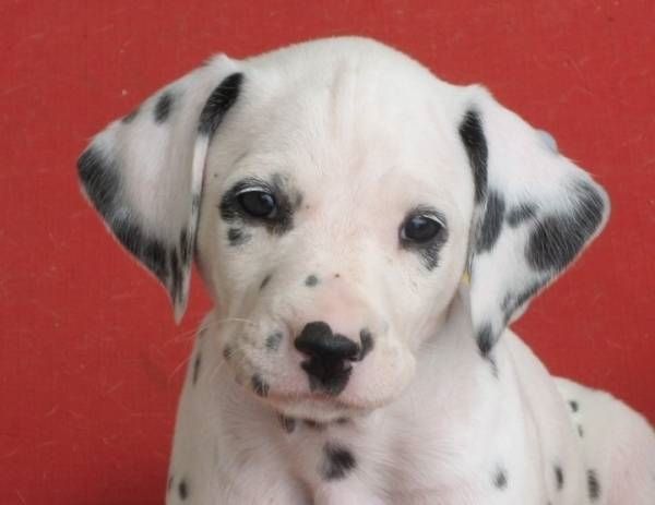 Regalo cucciolo Dalmata da Volontario a regalo dalmata 05/10/2023