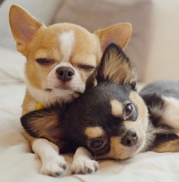 Regalo cucciolo Chihuahua da Volontario a regalo cuccioli di chihuahua ...