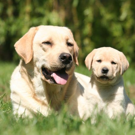 Vendita Labrador da Privato a Milano tenerissimi cuccioli di labrador ...