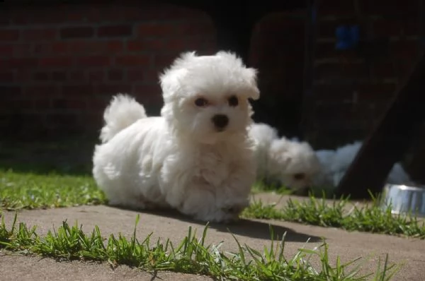 Vendita Maltese da Privato a Genova dolcissimi cuccioli maltesi di ...