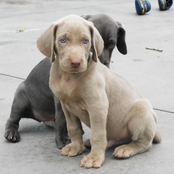 Regalo cucciolo Weimaraner da Volontario a regalo cuccioli di weimaraner