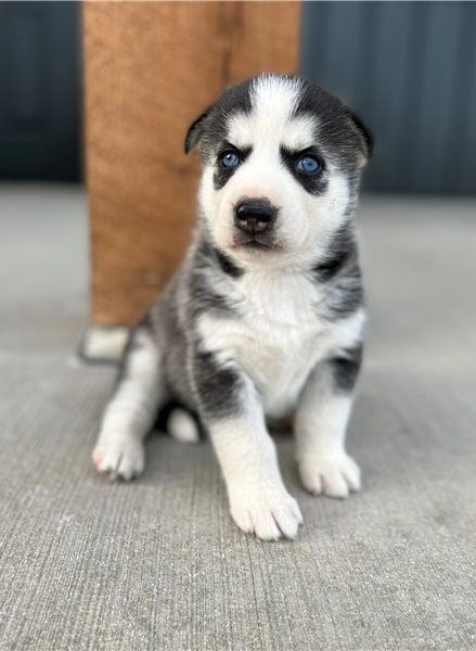 Vendita cucciolo Husky da Privato a Taranto Cuccioli di razza Siberian ...