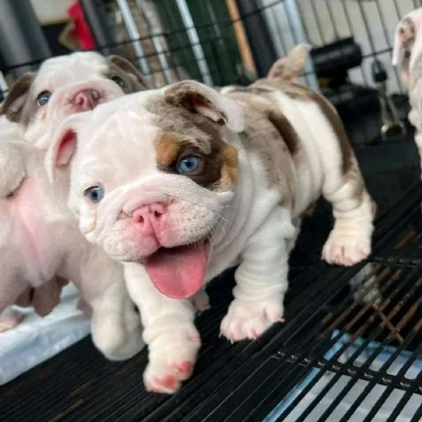 Regalo Bouledogue da Privato a La Spezia CUCCIOLI BULLDOG AMERICANO